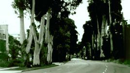 Howard Ralston Eucalyptus Rows | The Cultural Landscape Foundation