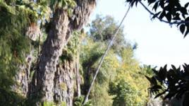 Los Angeles County Arboretum & Botanic Garden | The Cultural Landscape ...