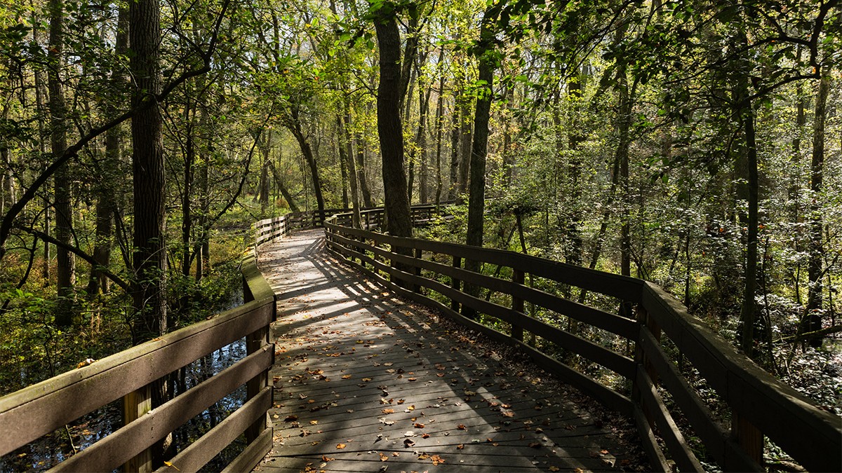 Trap Pond State Park | TCLF