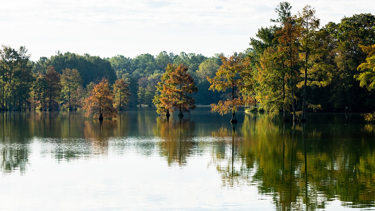 Trap Pond State Park | TCLF