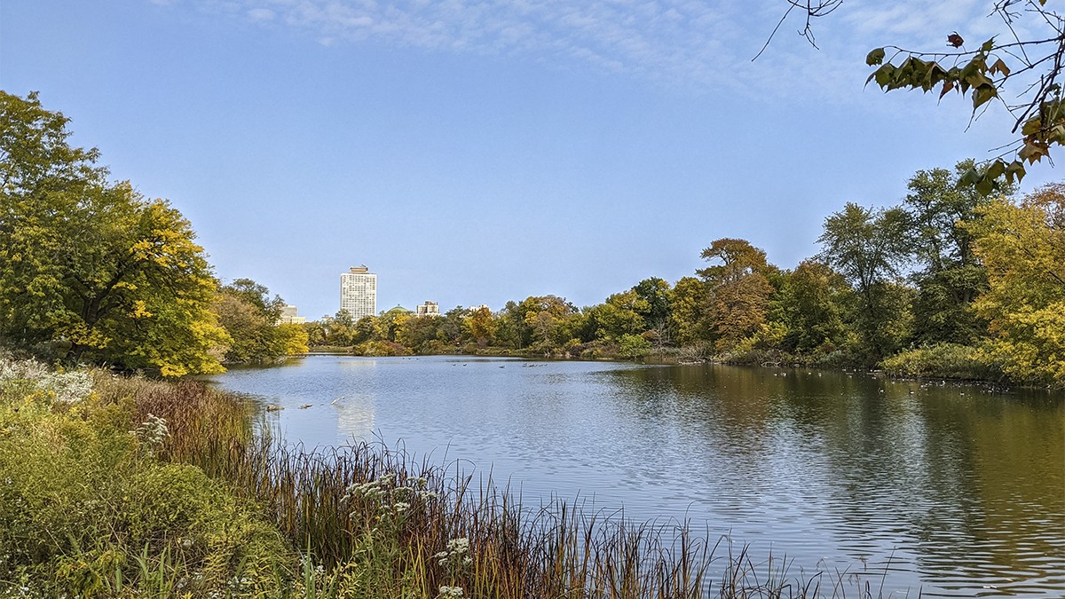 Jackson Park | TCLF