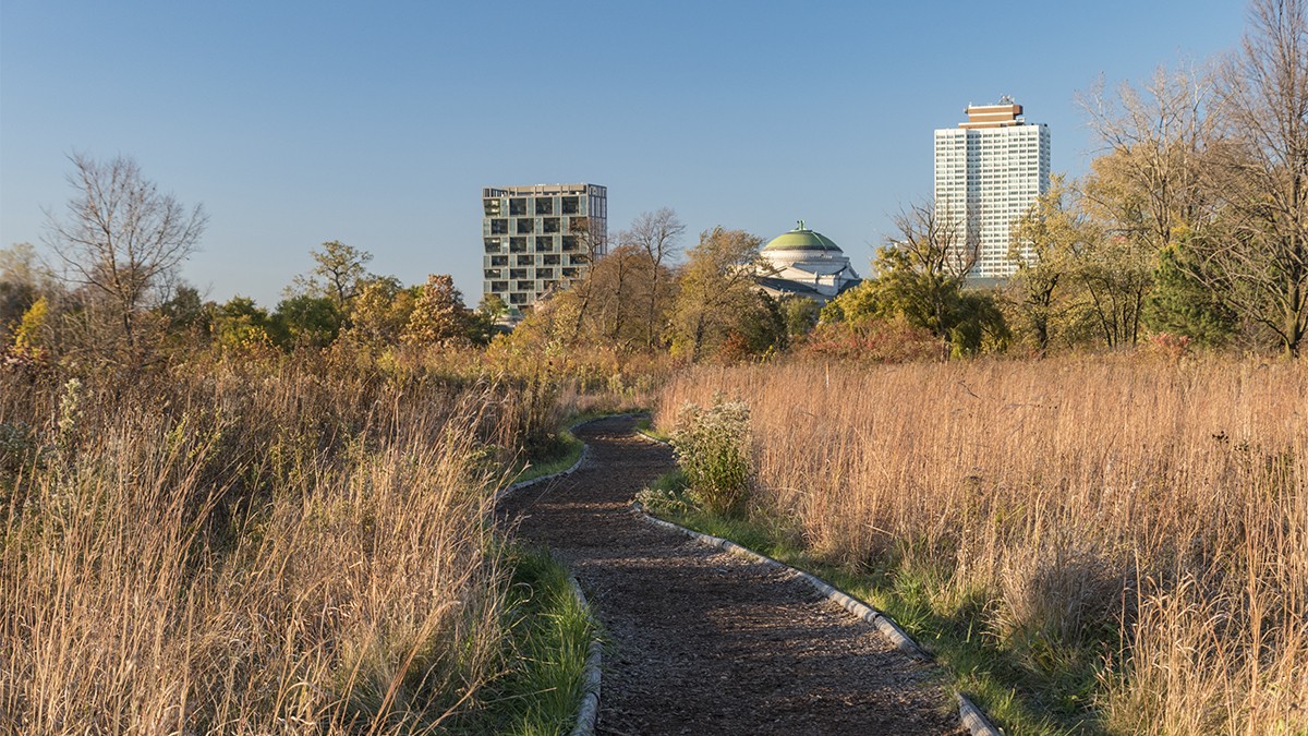 Jackson Park | TCLF
