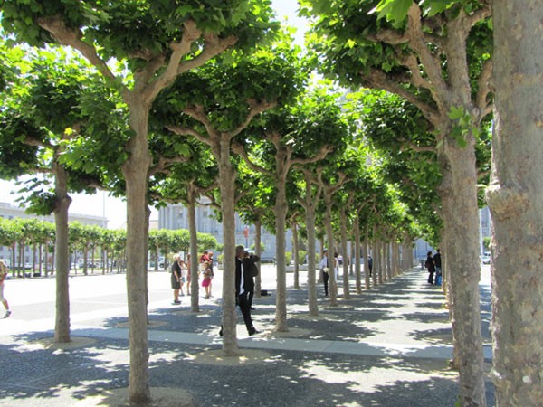Civic Center Plaza - San Francisco | TCLF