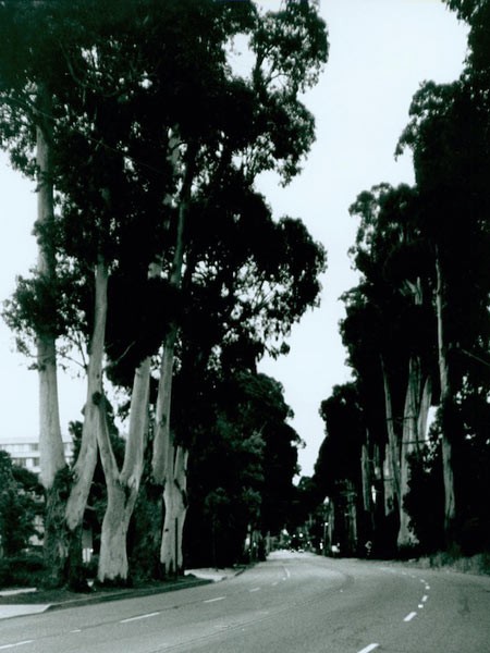 Howard Ralston Eucalyptus Rows | TCLF