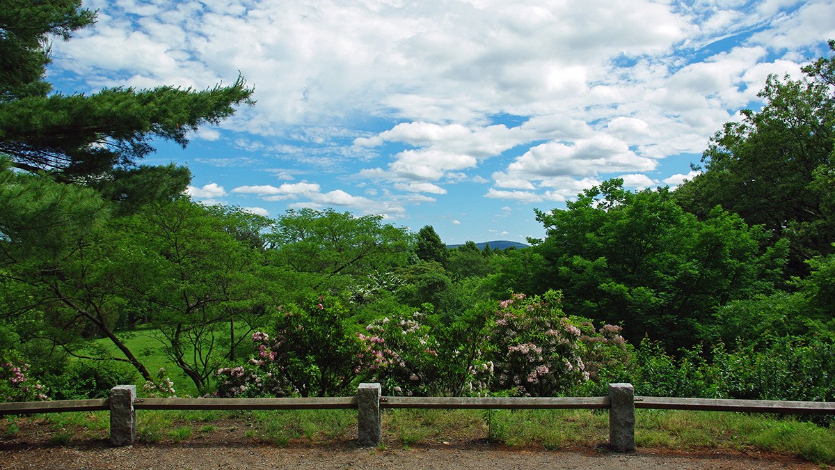 Arnold Arboretum | TCLF