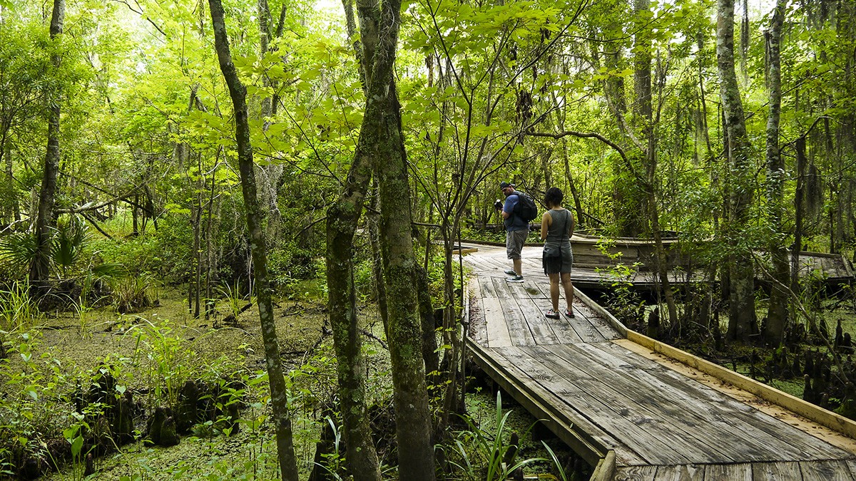 Barataria Preserve | TCLF