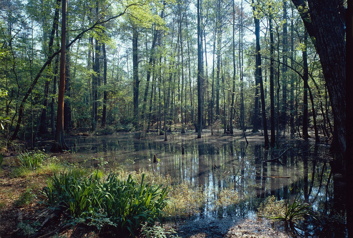 Caroline Coroneos Dormon | TCLF