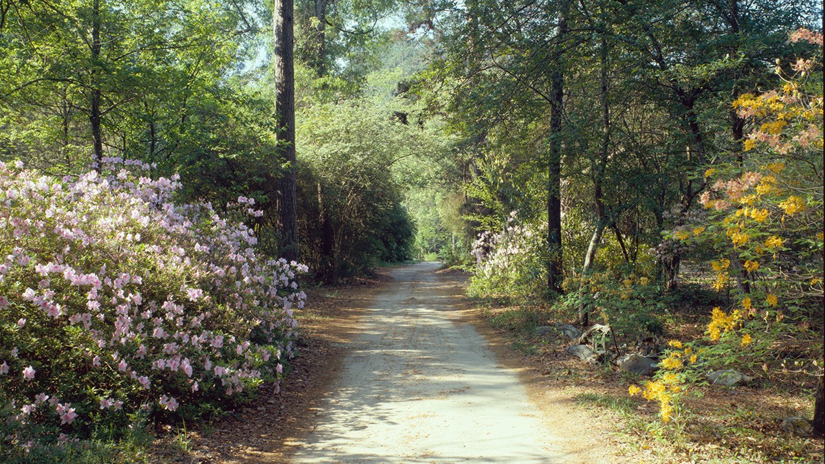 Caroline Coroneos Dormon | TCLF