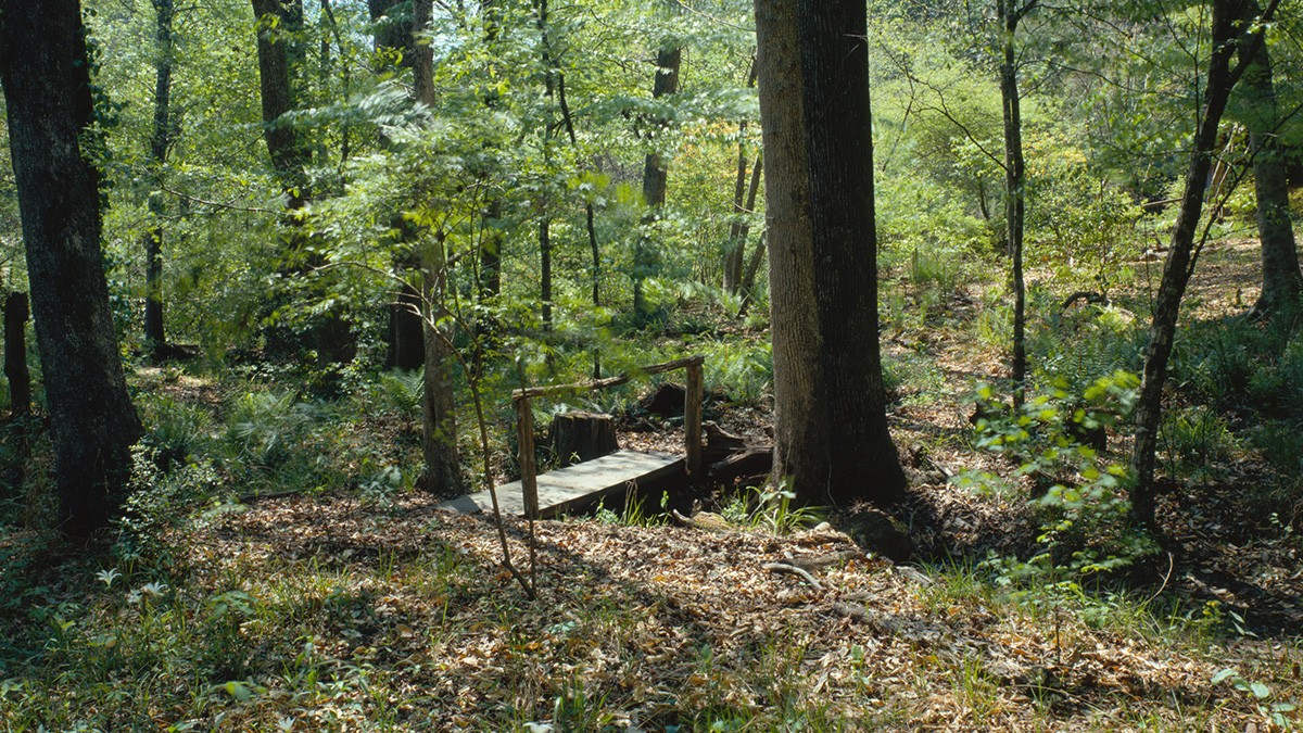 Caroline Coroneos Dormon | TCLF