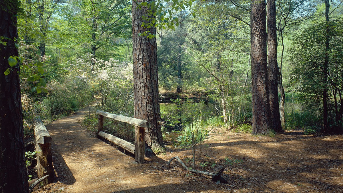 Caroline Coroneos Dormon | TCLF