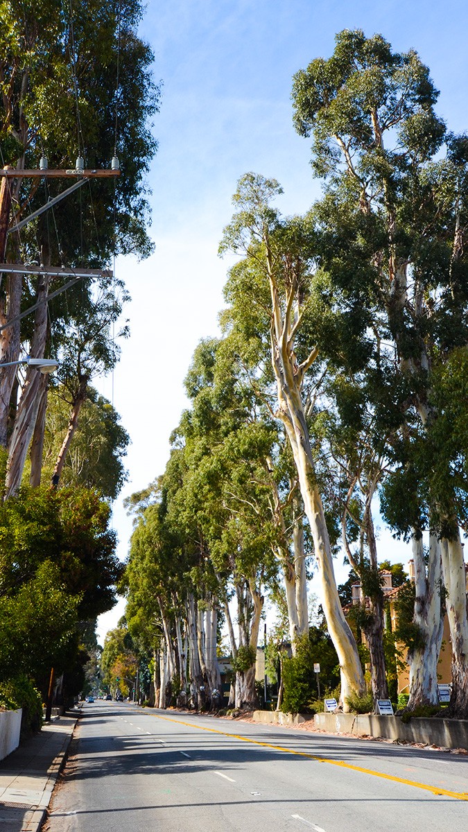 Howard Ralston Eucalyptus Rows | TCLF