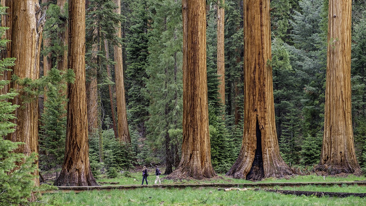Giant Sequoia Range | TCLF