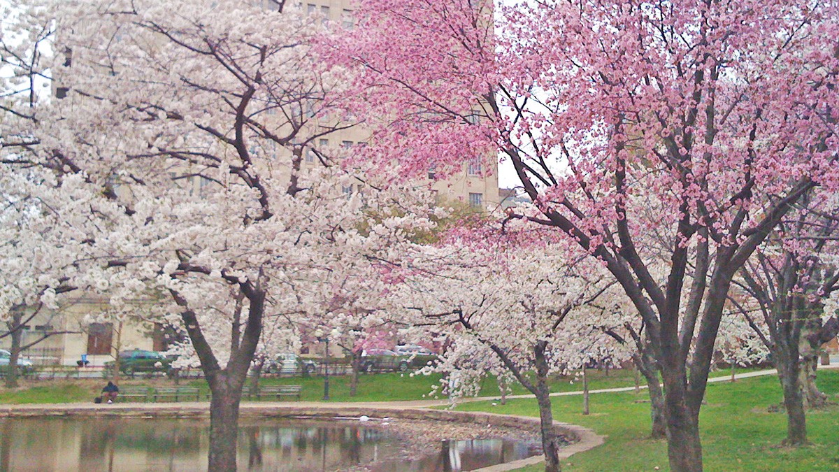 Bushnell Park | TCLF
