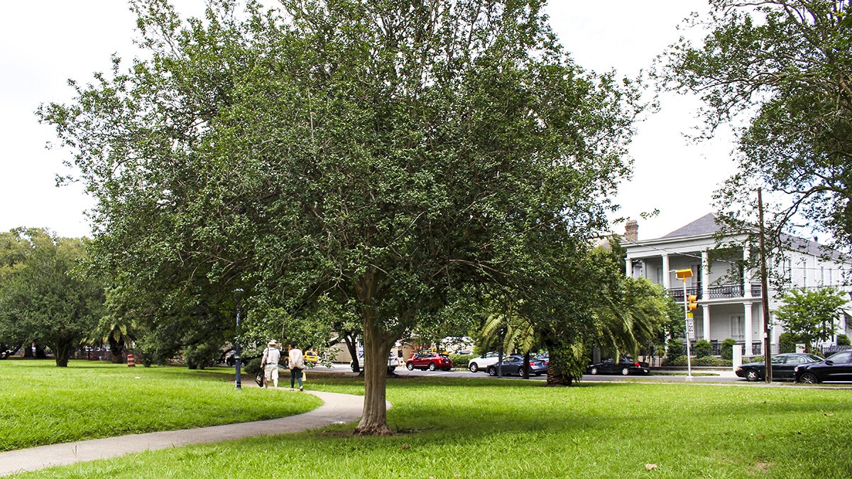 Coliseum Square | TCLF