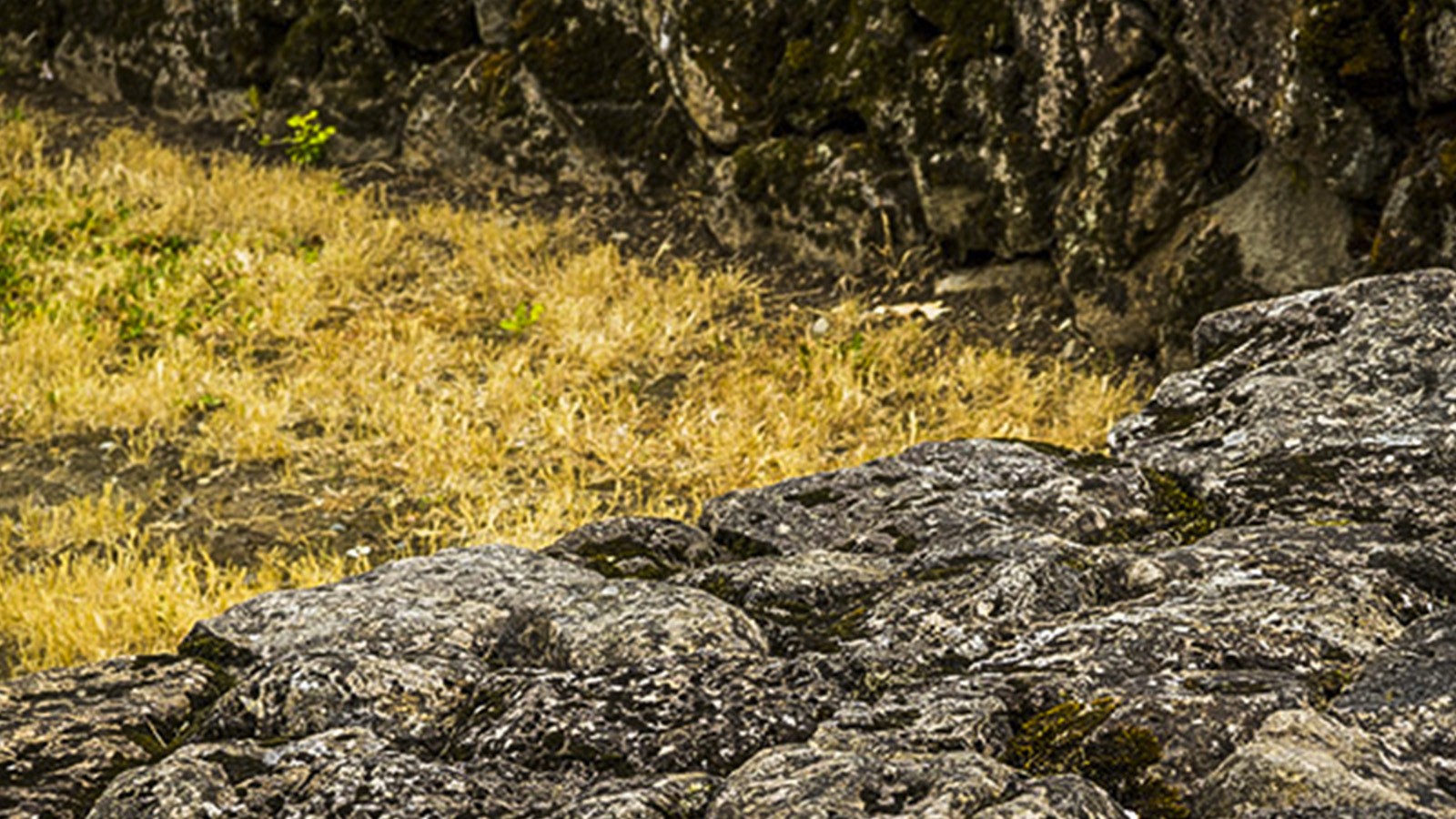 Robert Murase | TCLF