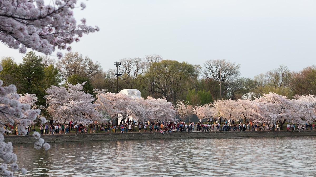 Tidal Basin | TCLF