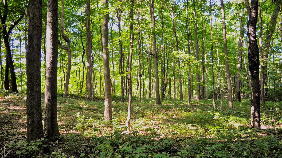 Butler University - Holcomb Gardens | TCLF