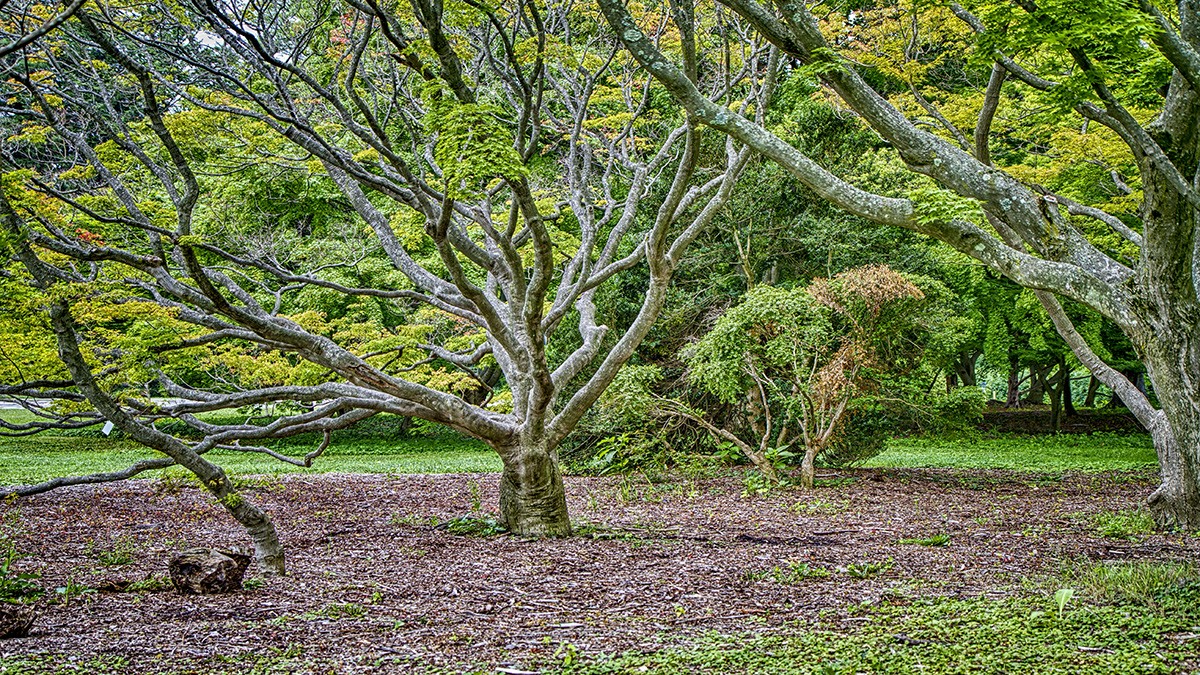 Cylburn Arboretum | TCLF