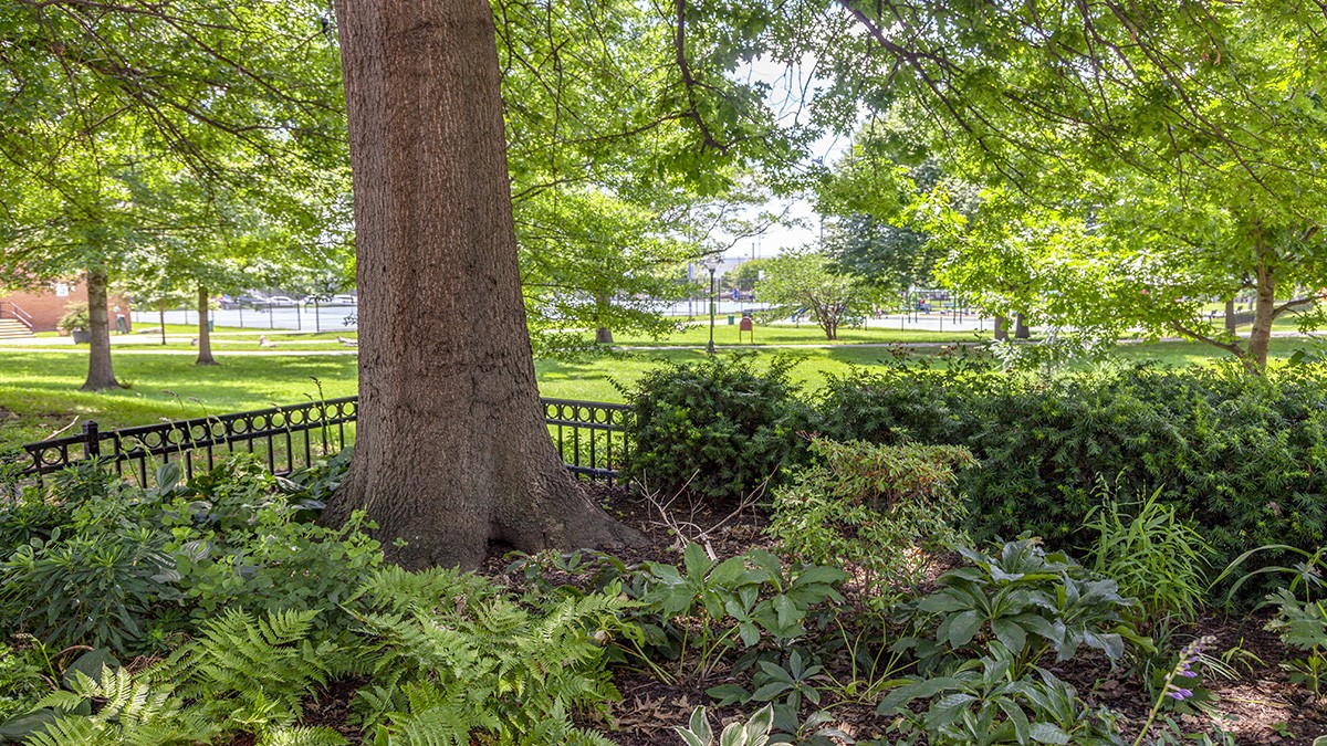 Latrobe Park | TCLF