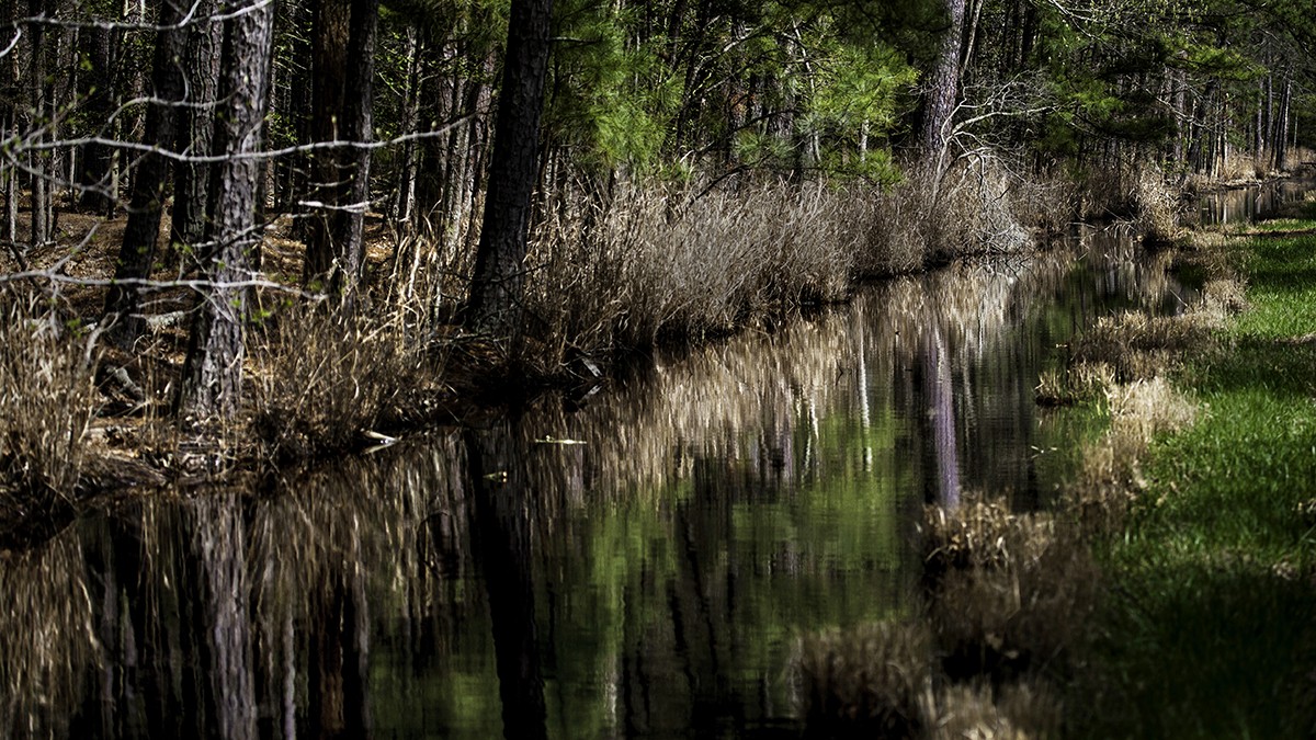 Blackwater National Wildlife Refuge | TCLF