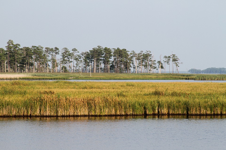 Blackwater National Wildlife Refuge | TCLF