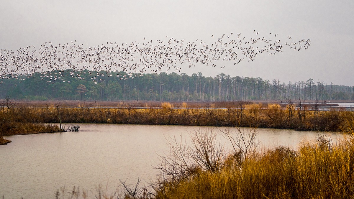 Blackwater National Wildlife Refuge | TCLF