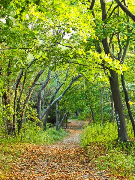 Miantonomi Memorial Park | TCLF