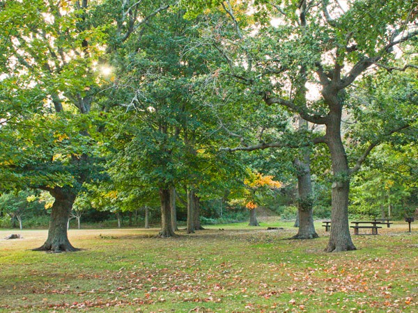 Miantonomi Memorial Park | TCLF