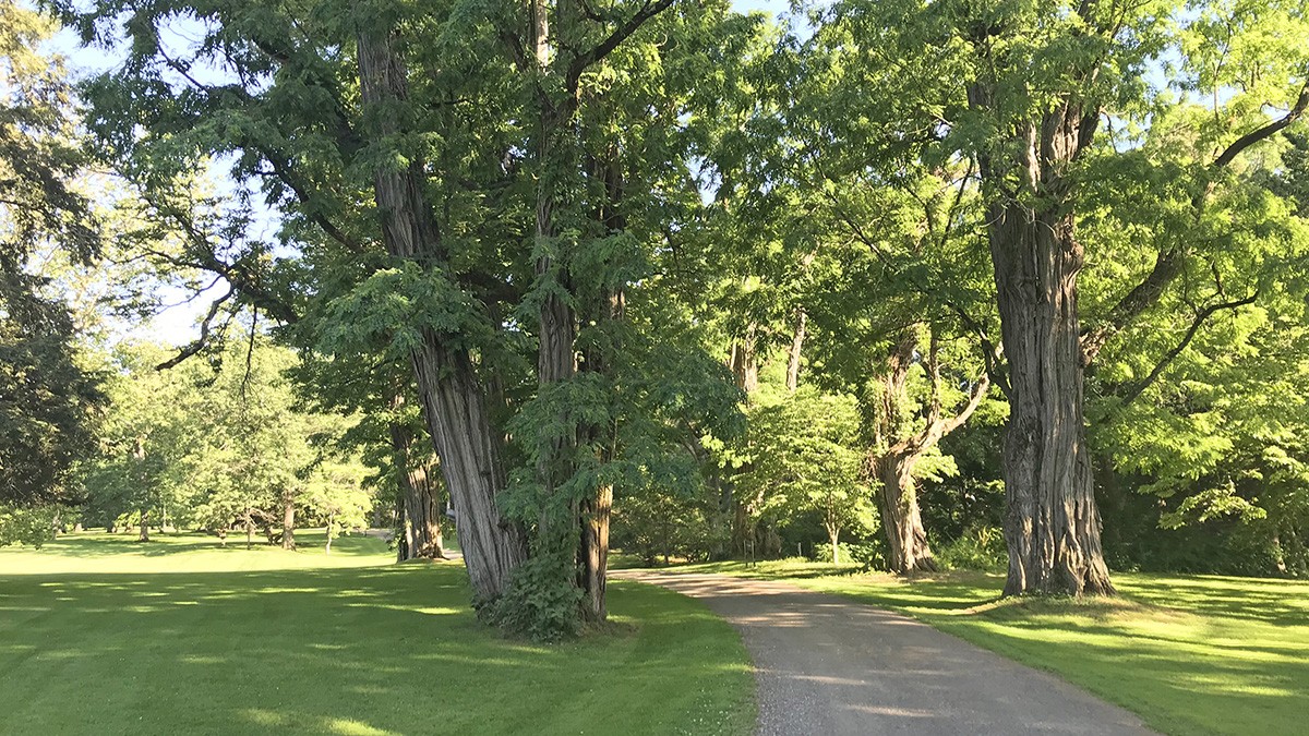 Alexander Gilson | TCLF