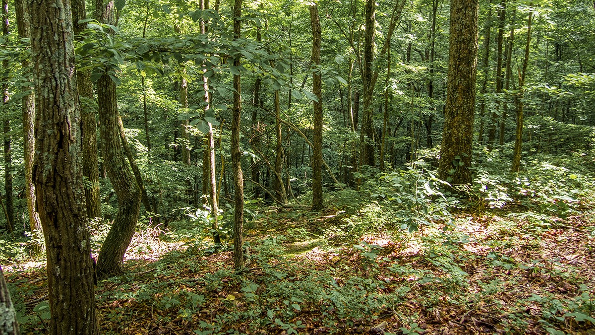 Beaman Park | TCLF