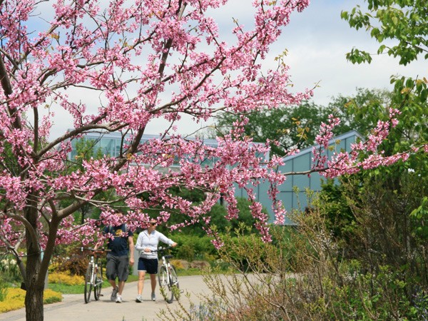 Toronto Botanical Garden | TCLF