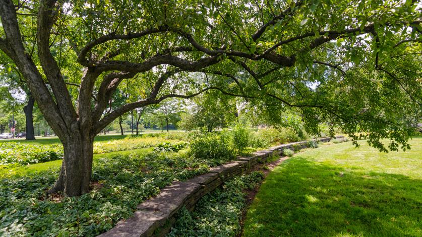 Trees and Trust Felled in Chicago’s Jackson Park | The Cultural ...