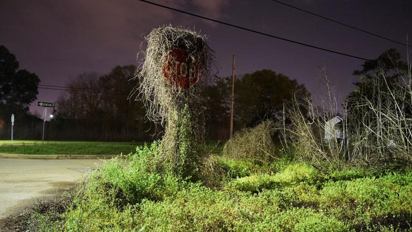 It Takes One: Jane Fulton Alt | The Cultural Landscape Foundation