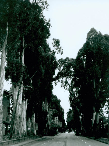 Howard Ralston Eucalyptus Rows | The Cultural Landscape Foundation