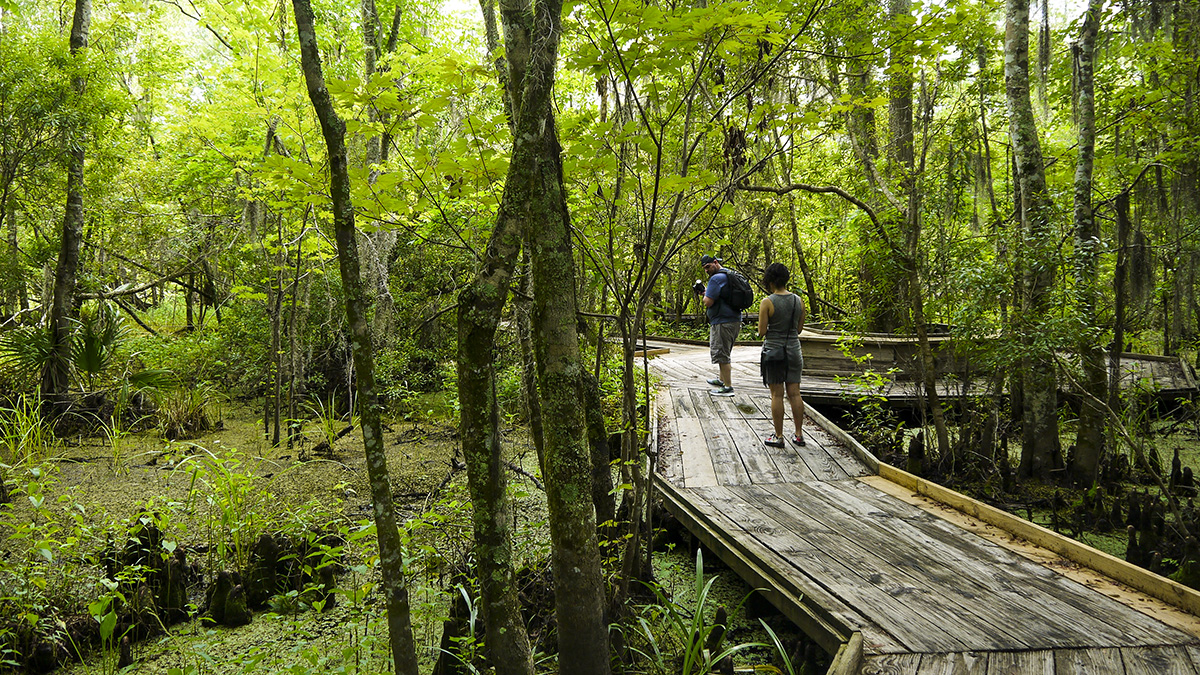 Barataria Preserve | The Cultural Landscape Foundation