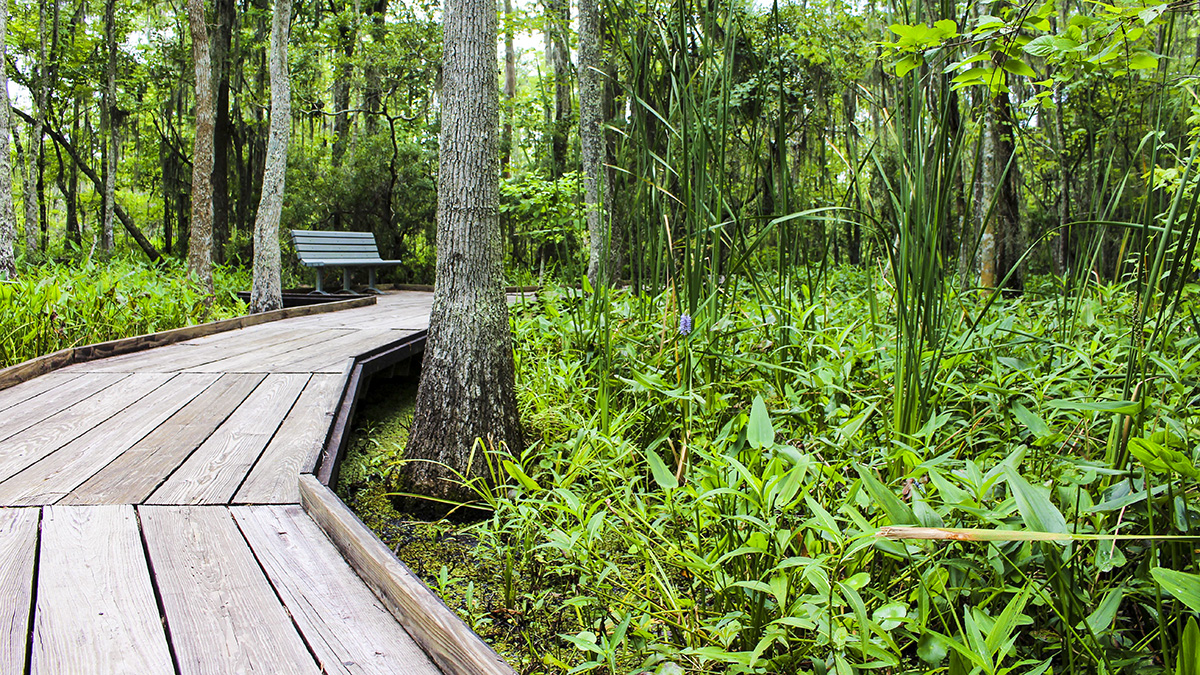 Barataria Preserve | The Cultural Landscape Foundation