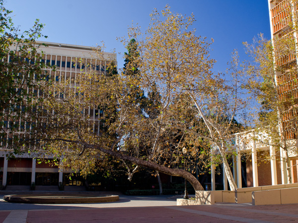 Inverted Fountain - UCLA | The Cultural Landscape Foundation