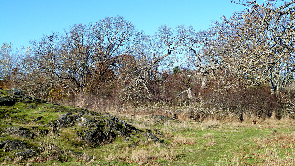 Uplands | The Cultural Landscape Foundation