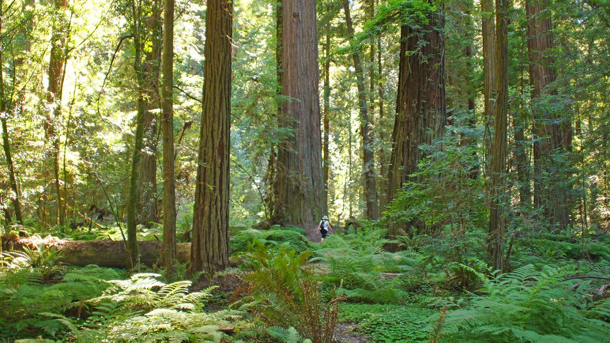 California State Park System | The Cultural Landscape Foundation