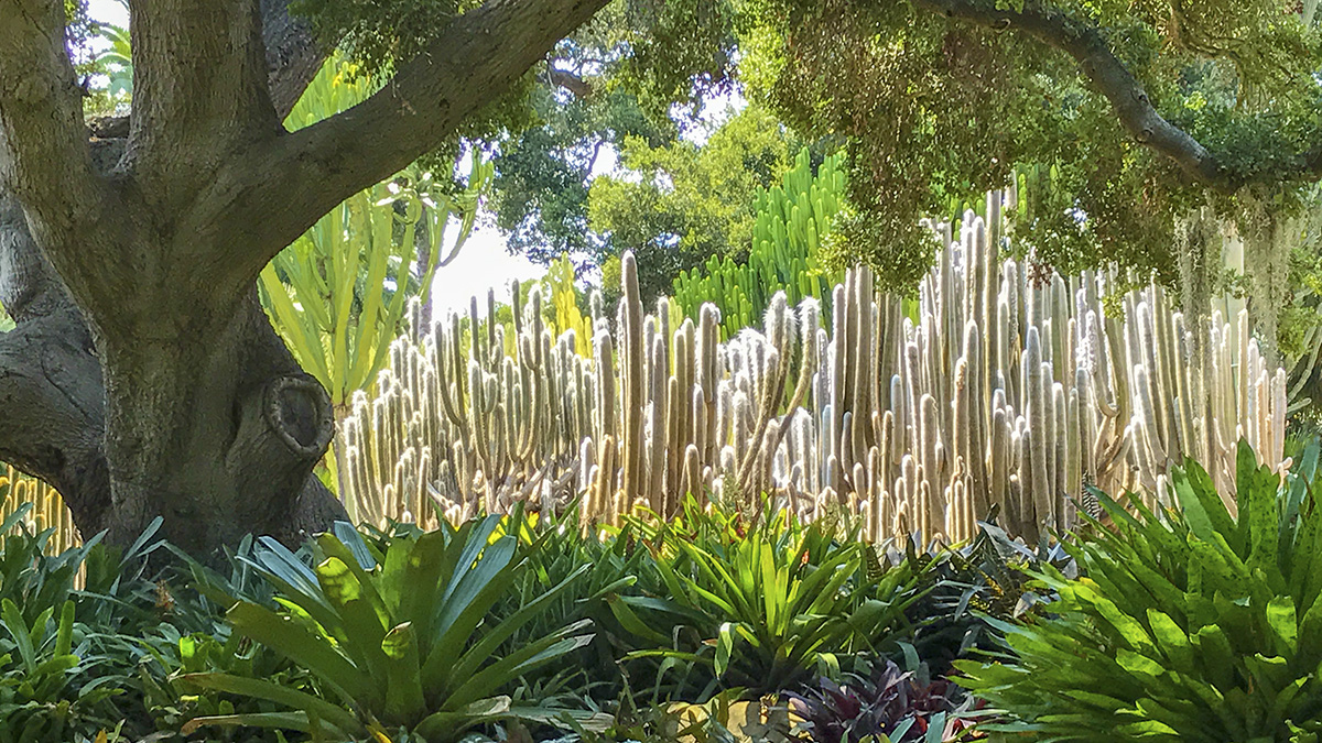 Lotusland | The Cultural Landscape Foundation