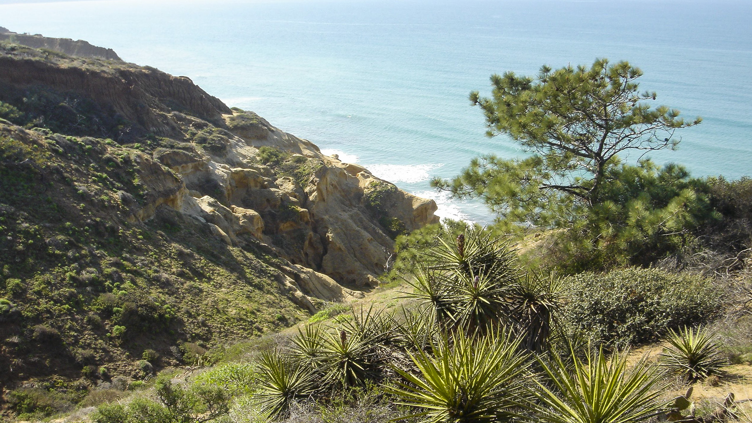 Torrey Pines State Natural Reserve | The Cultural Landscape Foundation