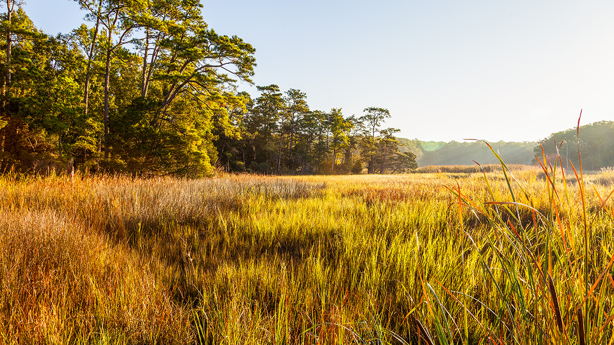 Carter’s Grove Plantation | The Cultural Landscape Foundation