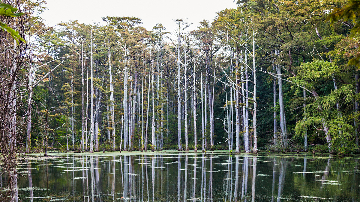 Carter’s Grove Plantation | The Cultural Landscape Foundation