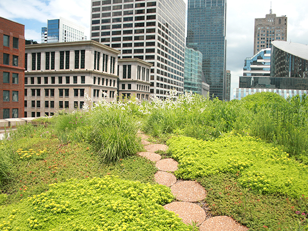 City of Chicago City Hall - Green Roof | The Cultural Landscape Foundation