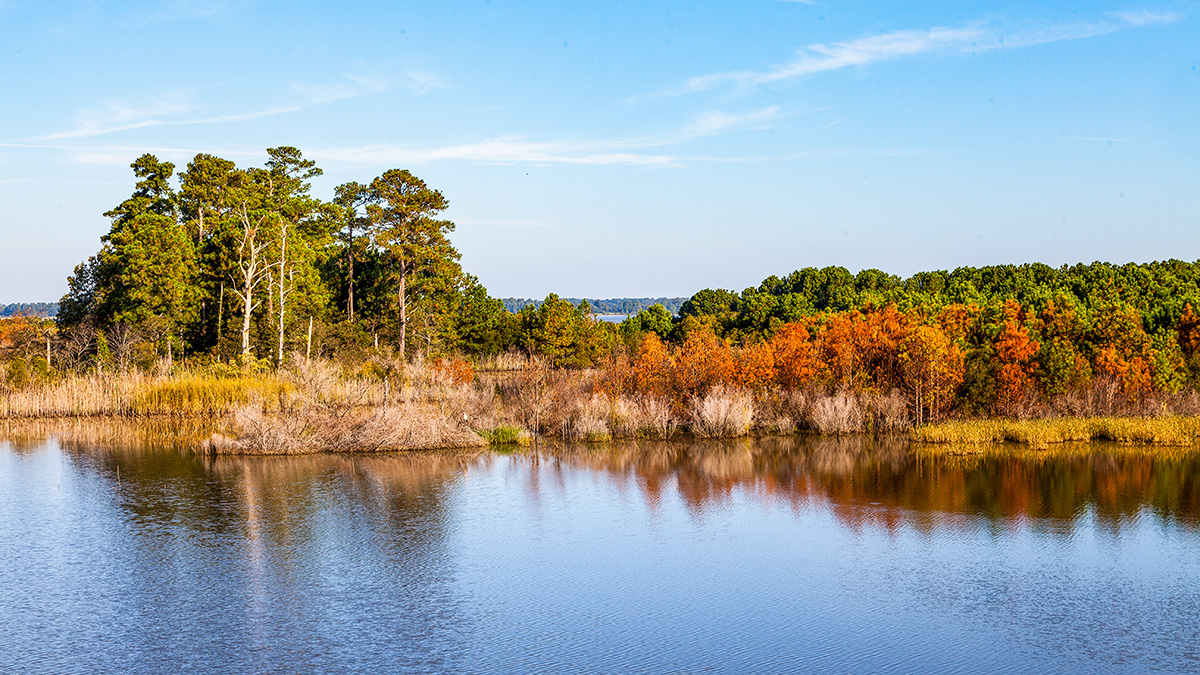 Hog Island Wildlife Management Area | The Cultural Landscape Foundation