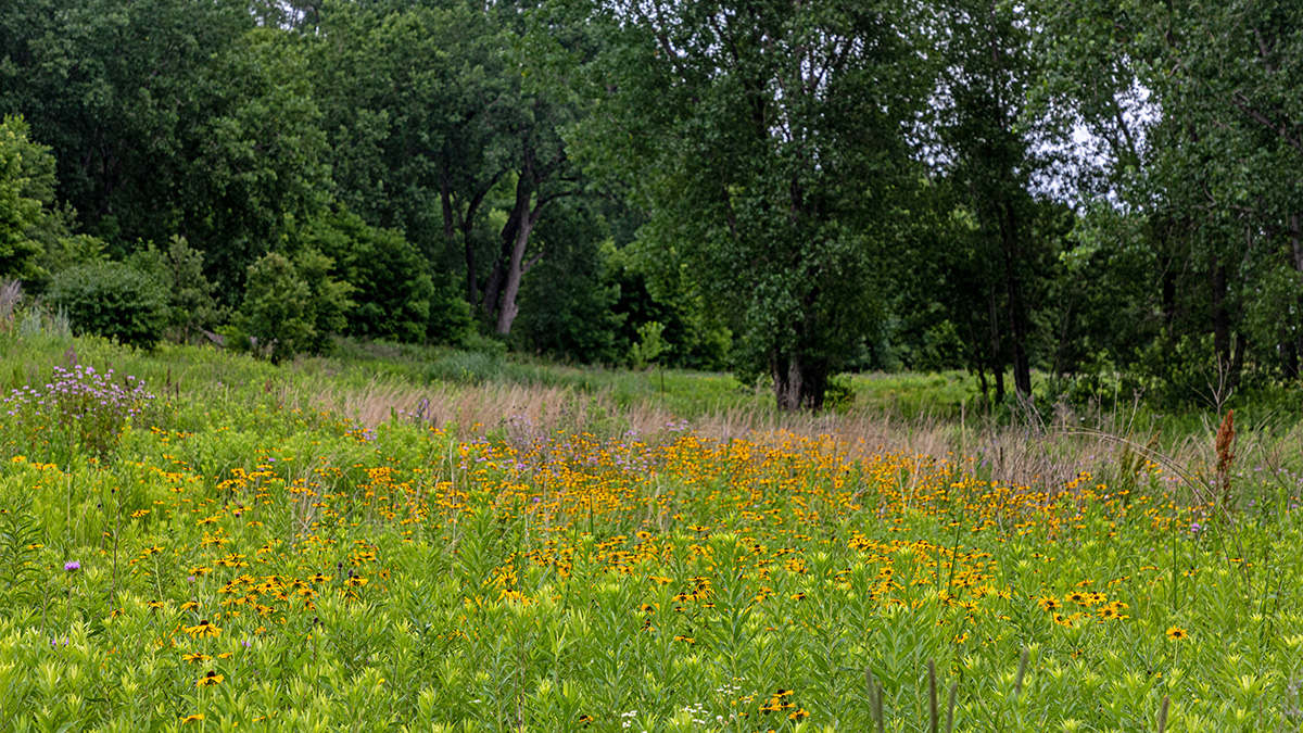 Bruce Vento Nature Sanctuary | The Cultural Landscape Foundation