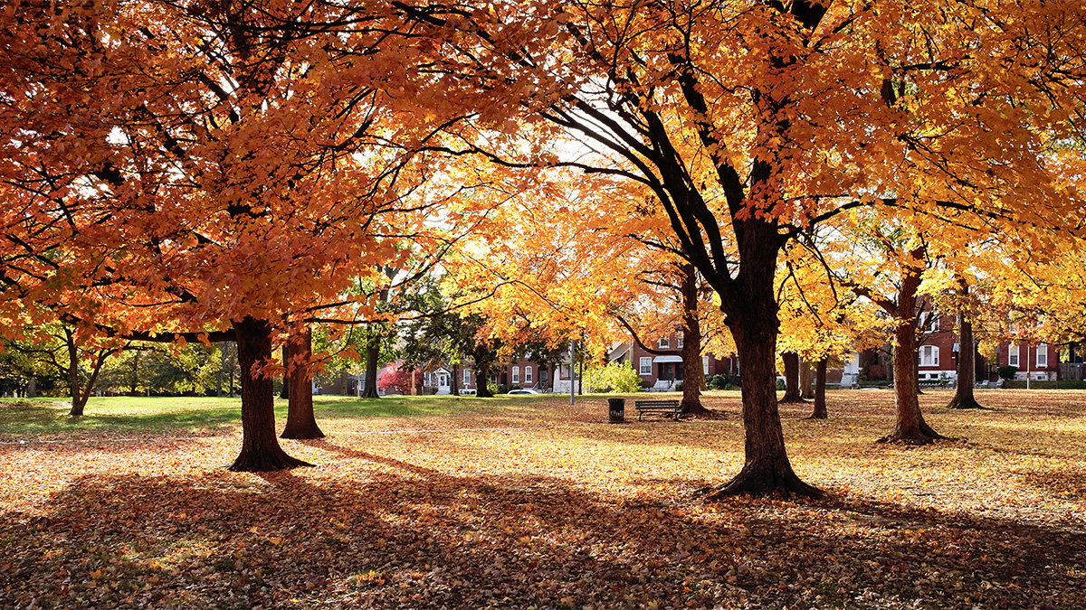 Dutchtown | The Cultural Landscape Foundation