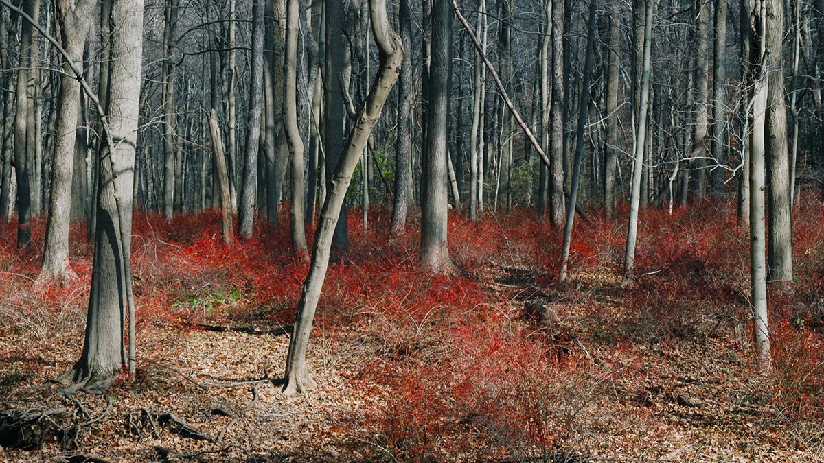Watchung Reservation | The Cultural Landscape Foundation