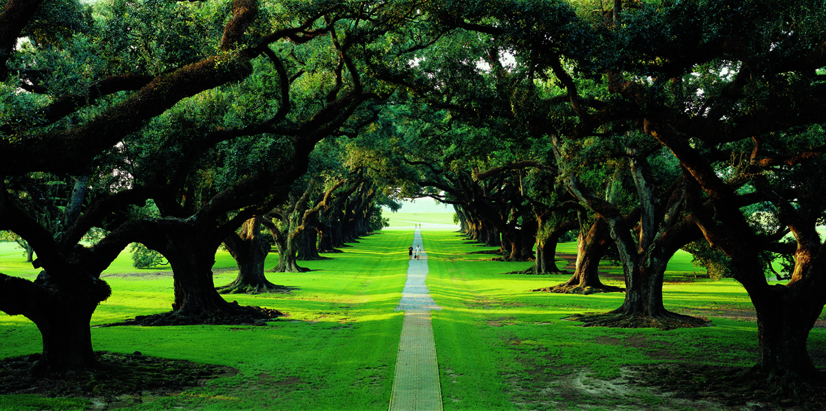 Spotlight on the Garden: Oak Alley Plantation | The Cultural Landscape ...